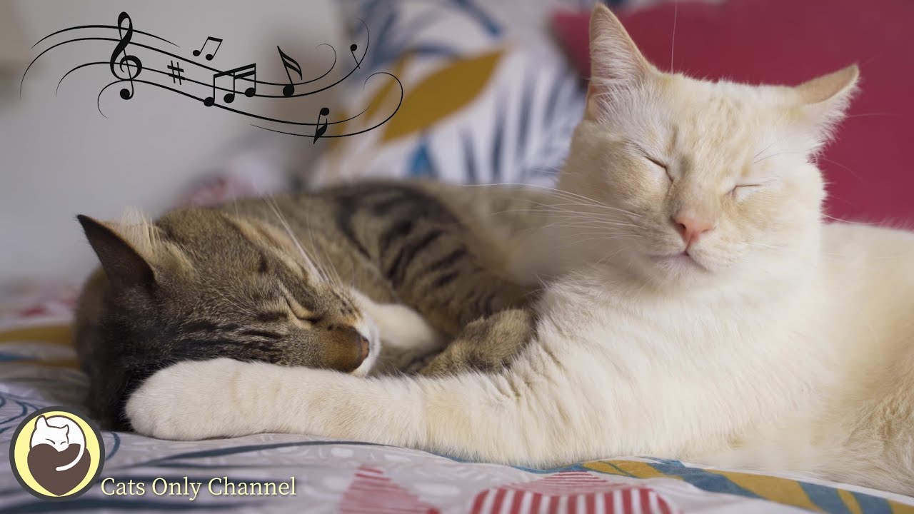 Music for Cats - Calming Sleep Music with Cat Purring Sounds - YouTube