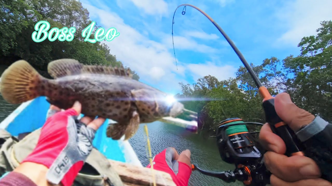kerapu besar , large grouper in the mangroves / boss leo - YouTube