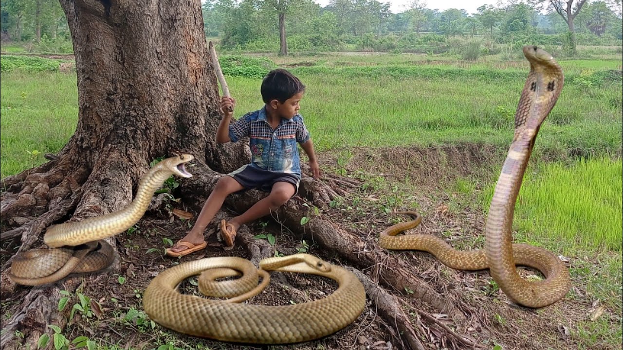 Anaconda Snake Part 2 In Real Life HD Video Anacond Snake || Real Life ...