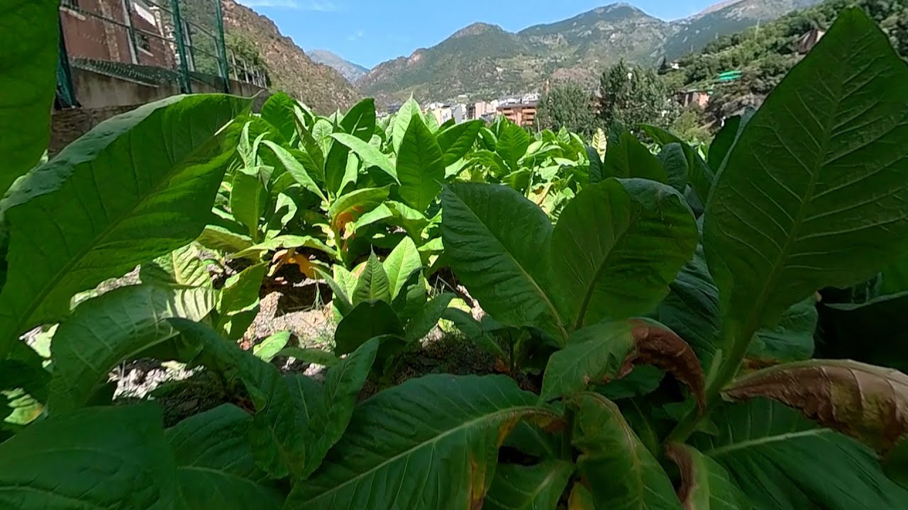 Andorra's Reig Tobacco Factory Museum Tour!! - YouTube