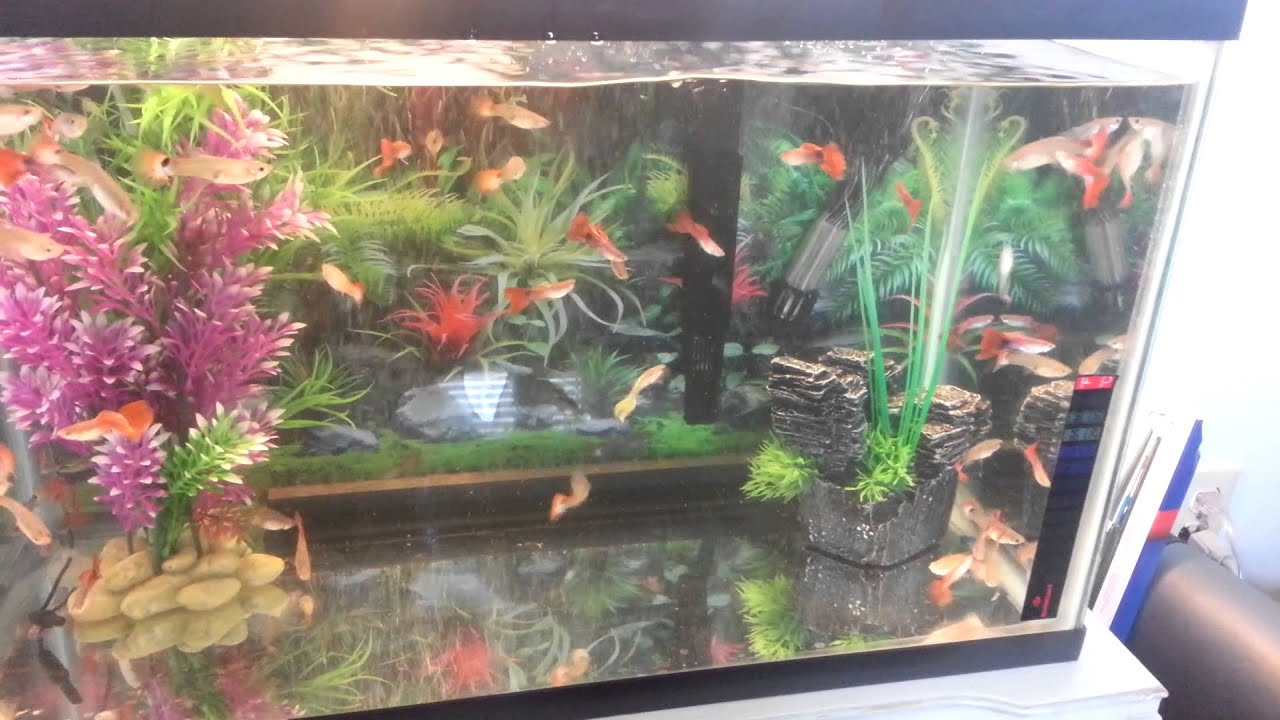 Guppy world - YouTube