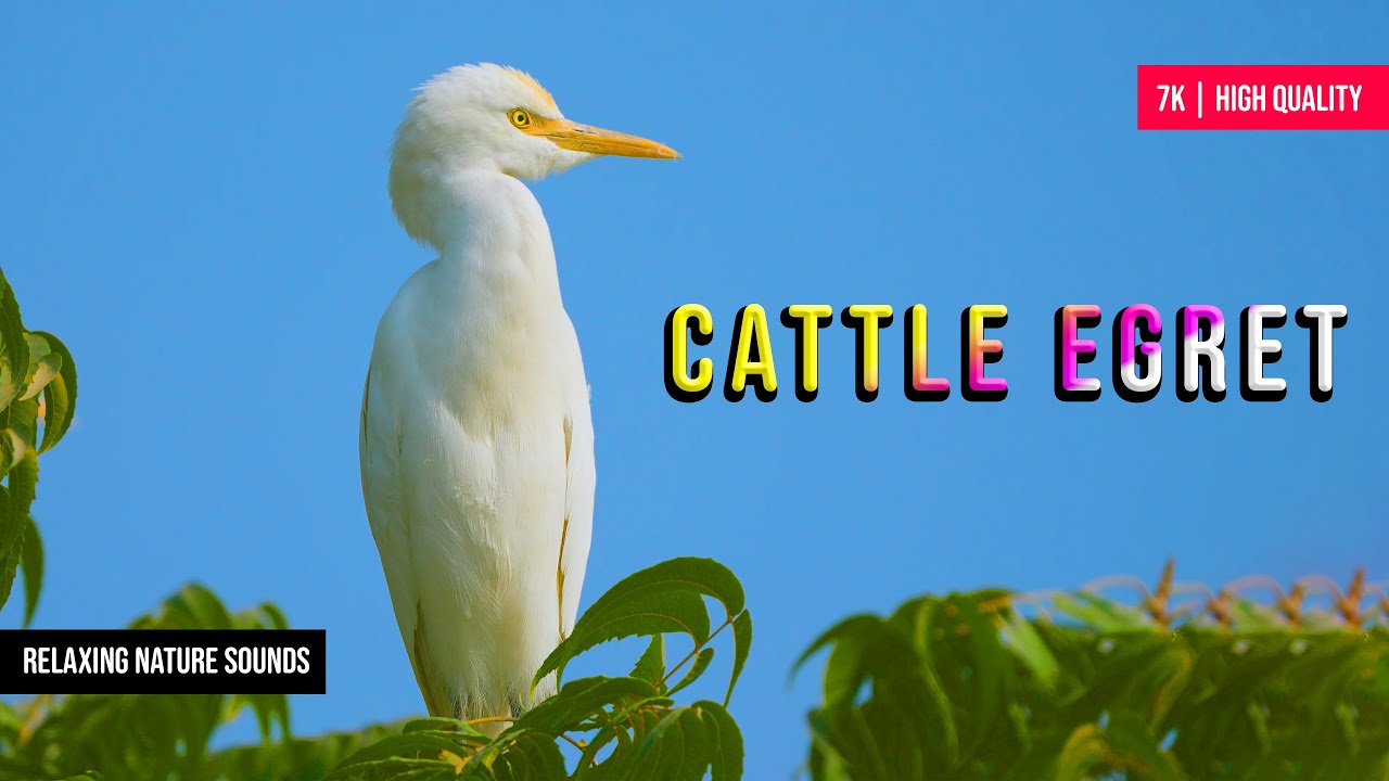 Cattle Egret | Close-Up Shots | Real 4K | High Quality | Relaxing ...