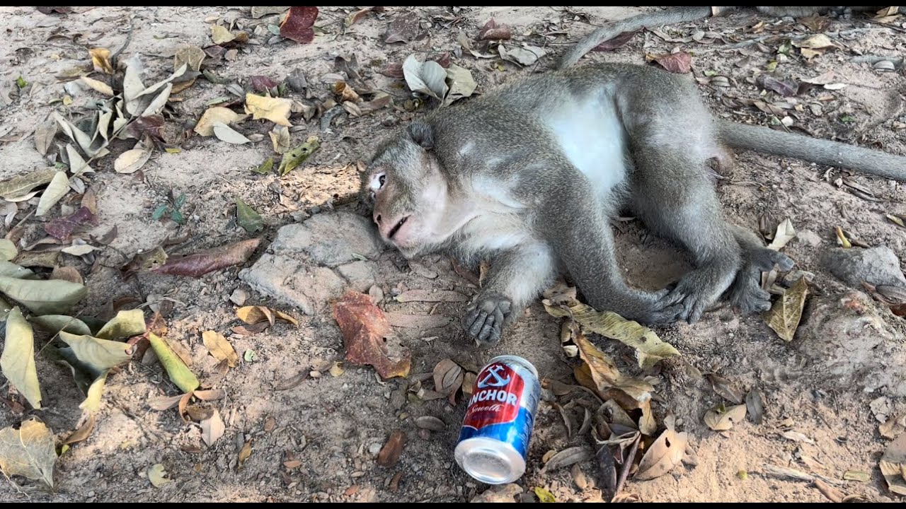Funny monkey's react drunk and can't move - YouTube