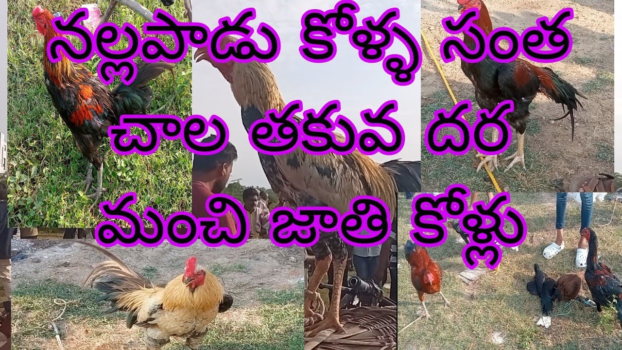 nallapadu Kolla santha on Friday @thirufarmsatozfarming1251 @FFROSTERS ...