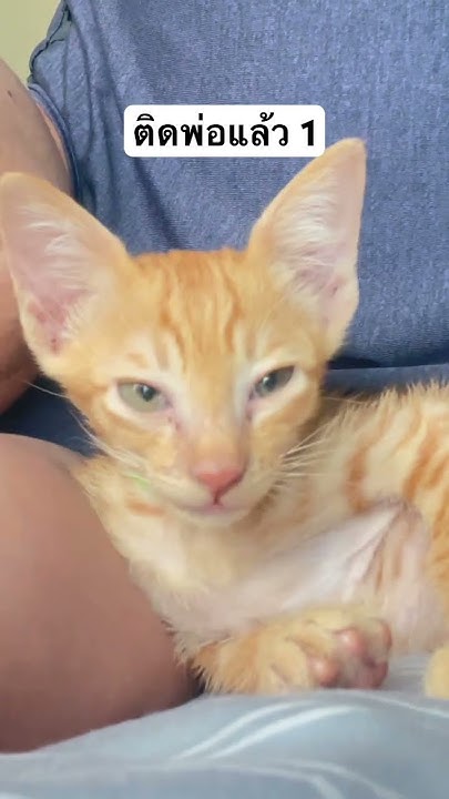 #cat #ส้มจี๊ด #ลูกแมว #นอน #ลูกแมวกำลังหลับ - YouTube