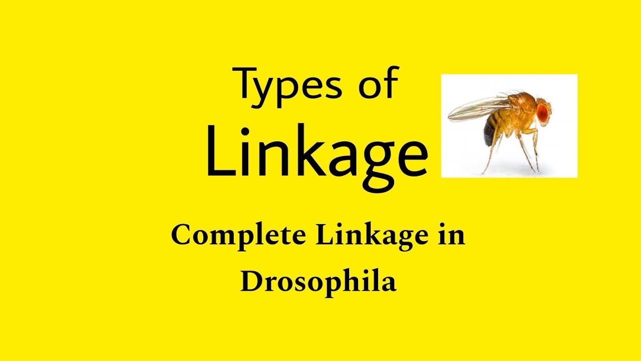 TYPES OF LINKAGE - COMPLETE LINKAGE IN DROSOPHILA | BSC-III PAPER-1 | UNIT-I - YouTube