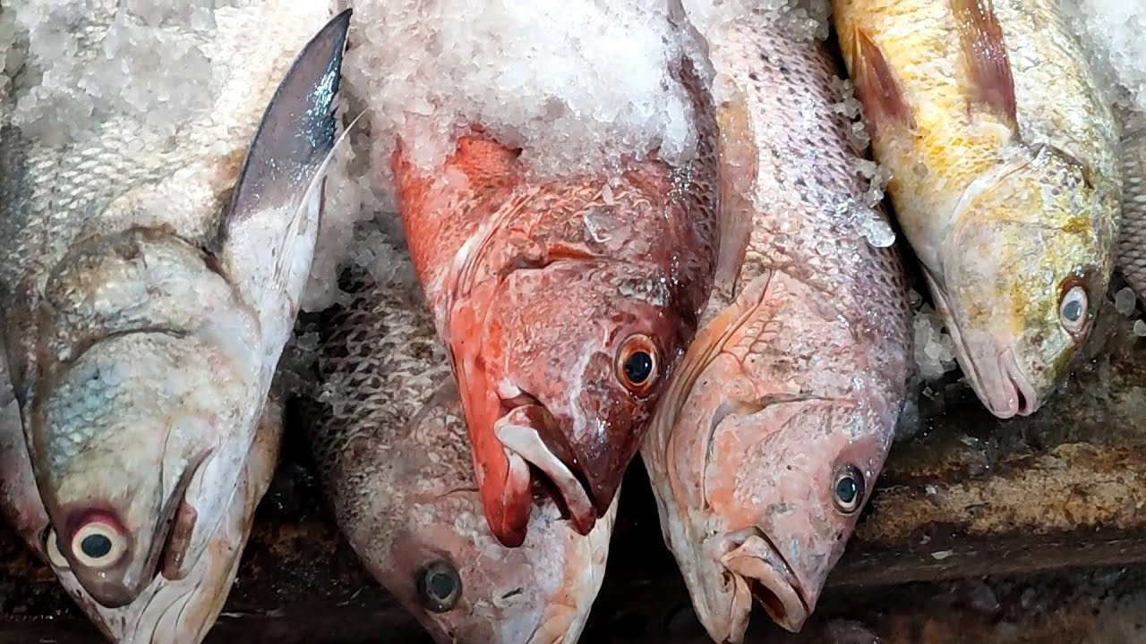 fish rates# latest fish rate update# fish market# Karachi fisheries ...