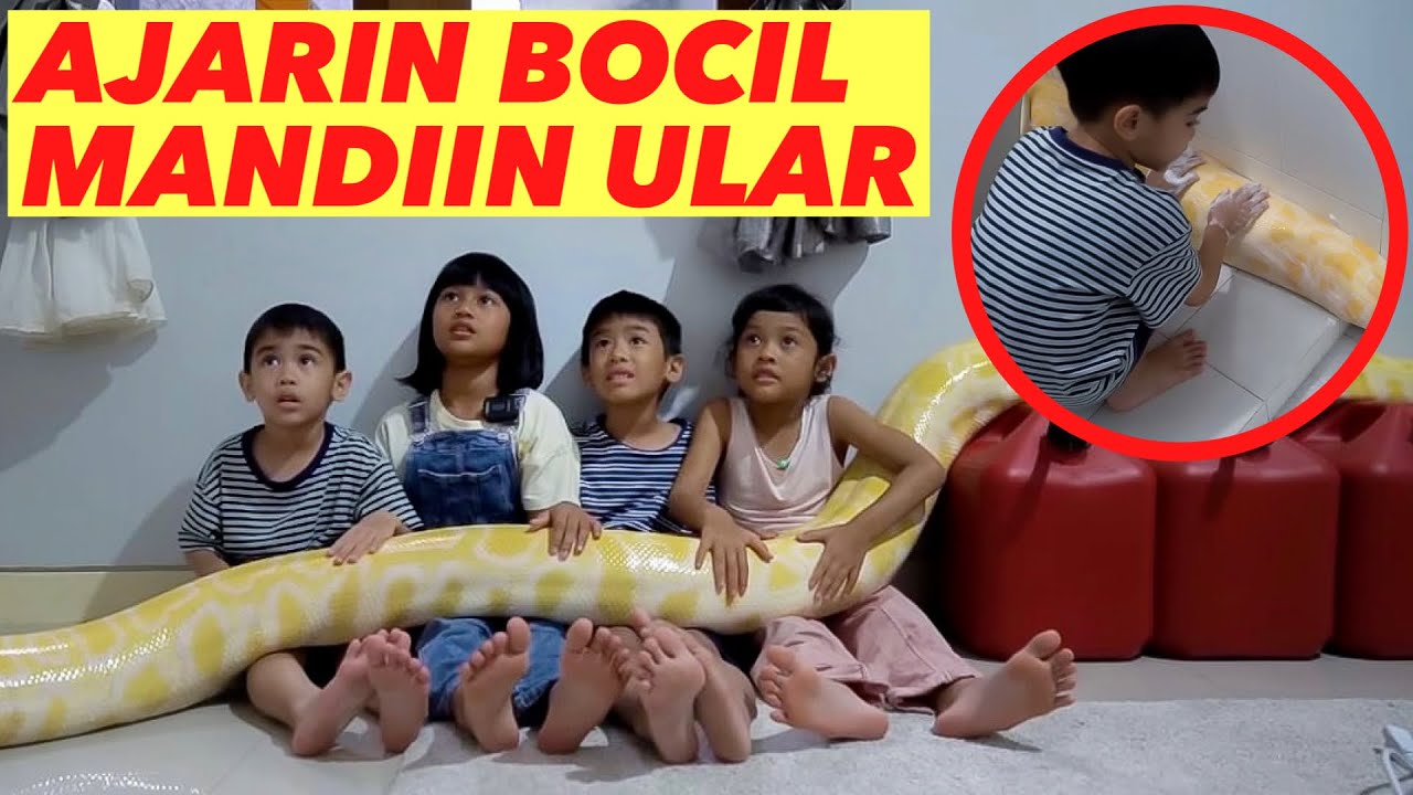 BOCIL BERANI BGT MANDIIN ULAR PYTHON! - YouTube