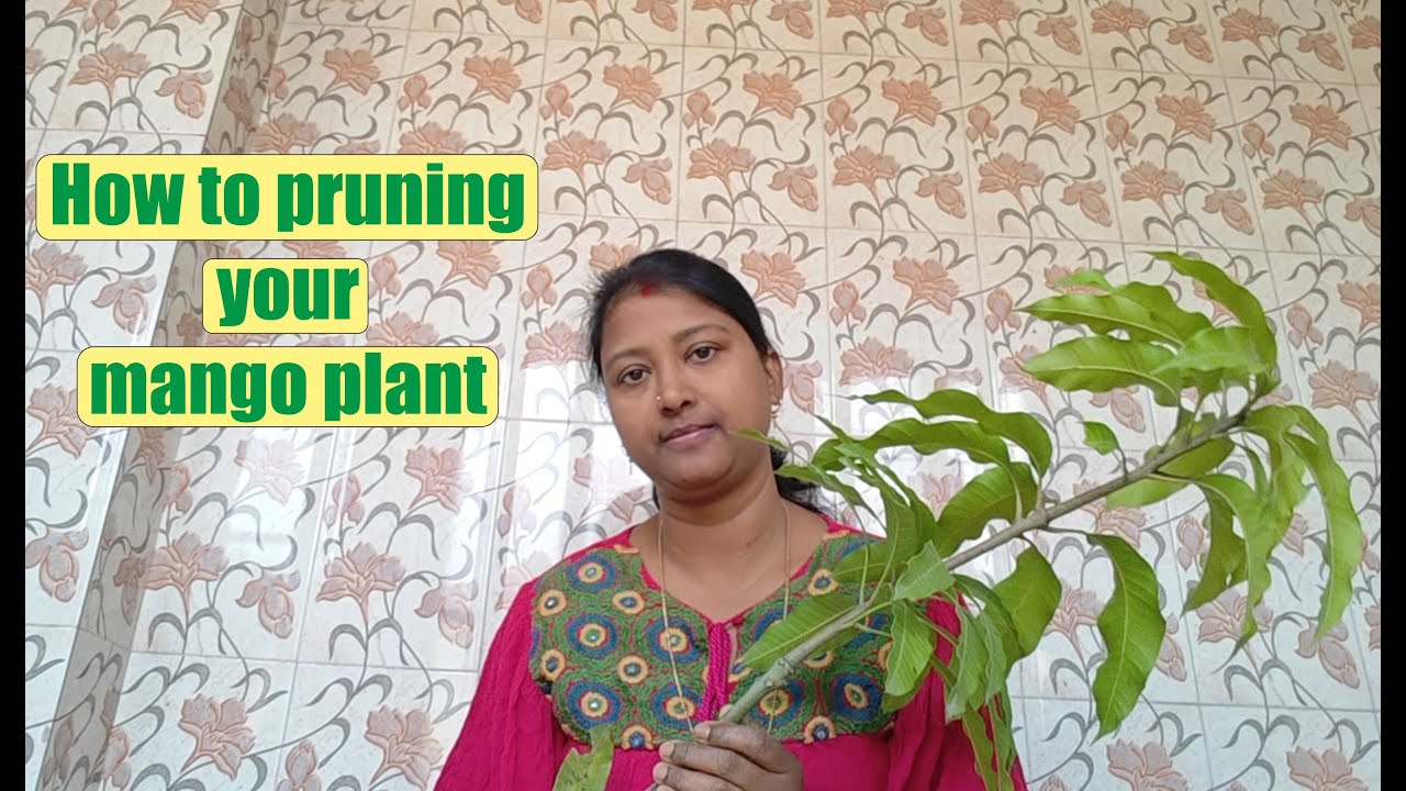 How to pruning your mango plants - YouTube