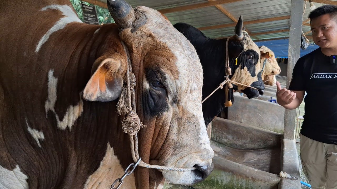 FULL SAPI QURBAN UNIK AKBAR FARM‼️ - YouTube