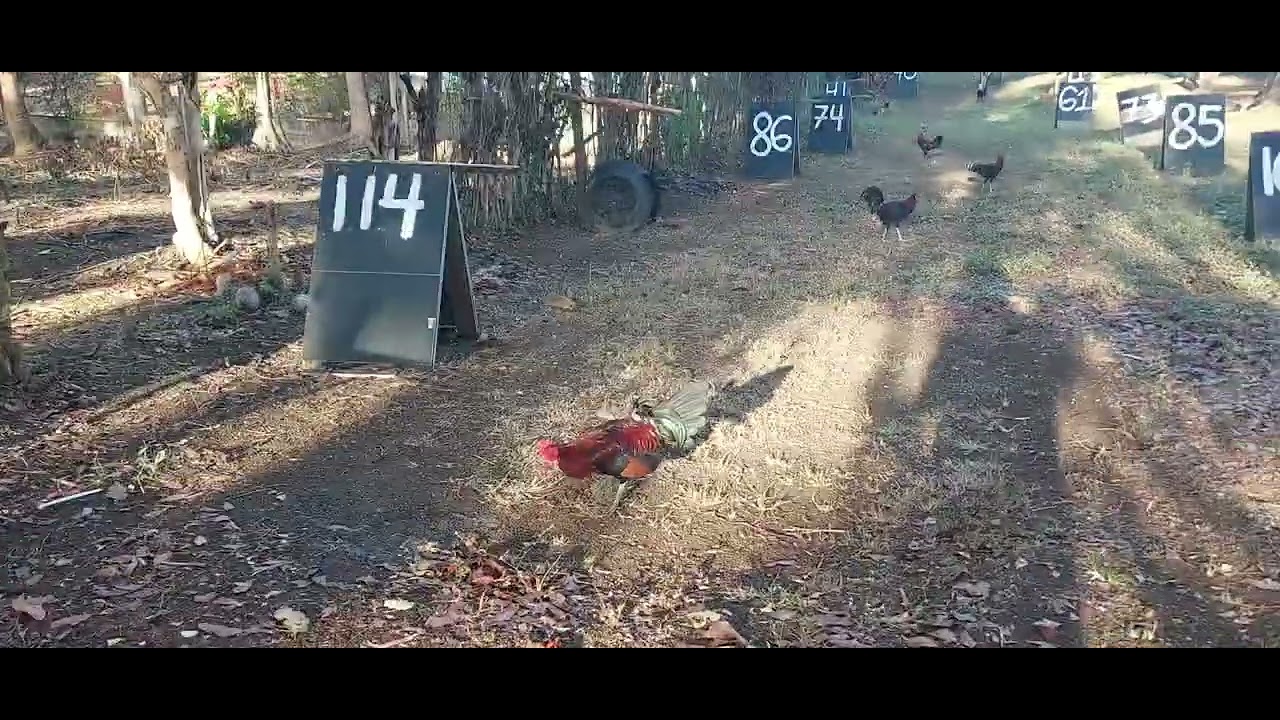 Stags 2024 WPC Local banded - YouTube