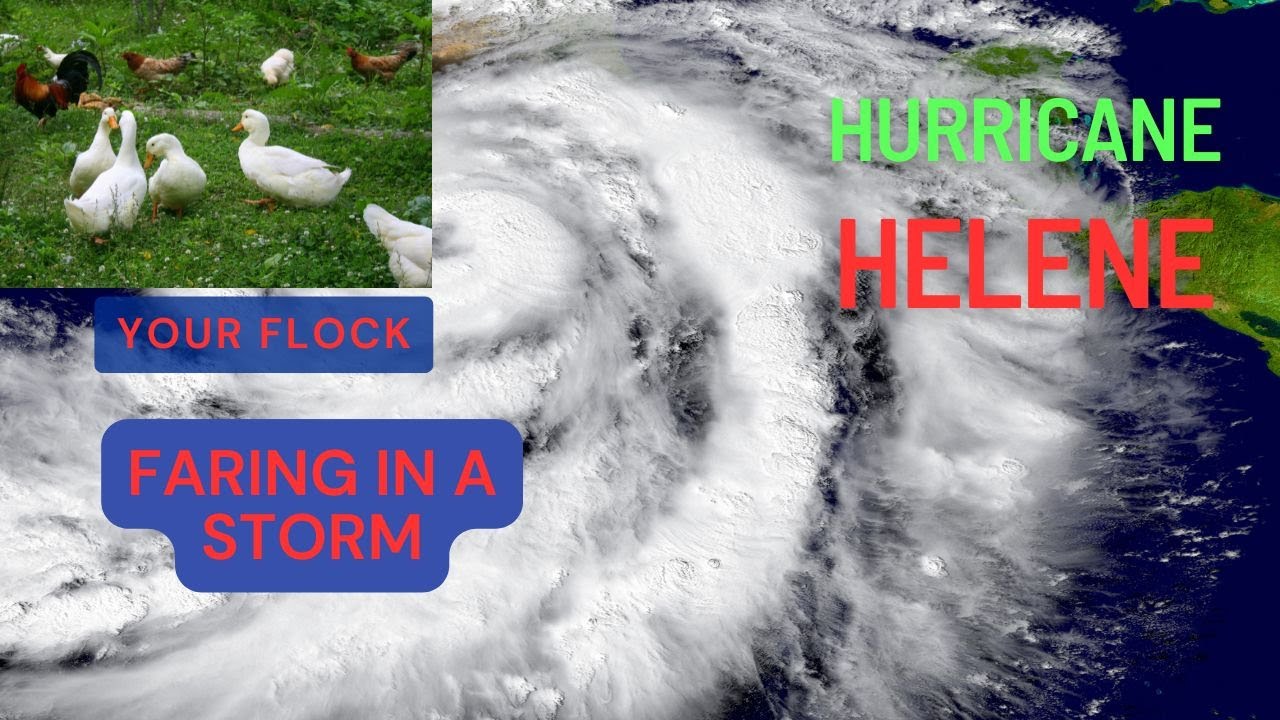 How Does Flock React Before And After A Hurricane Or Storm? - YouTube