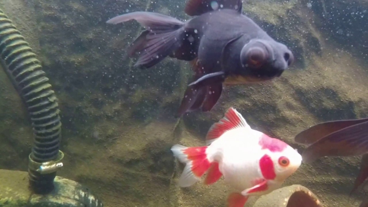 poissons voiles de chine en bassin en hiver - YouTube