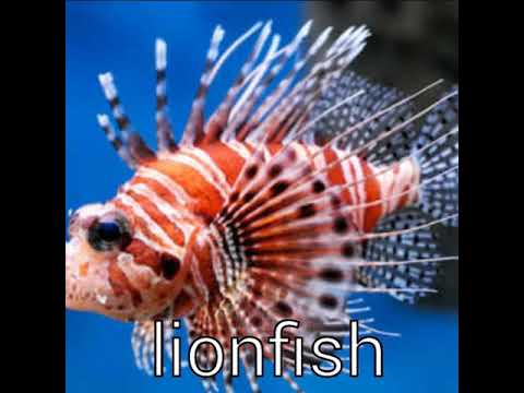 Facts about lionfish - YouTube