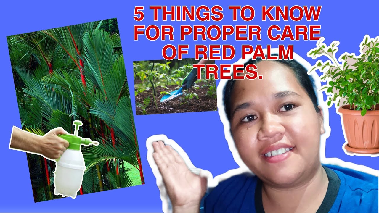5 THINGS YOU SHOULD KNOW BEFORE PLANTING RED PALM TREES AND HOW TO TAKE ...