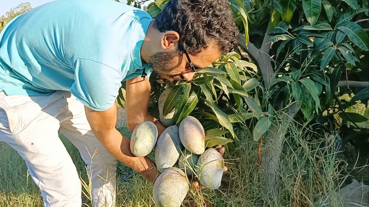 جمع ثمار مانجو صنف الأوستين 🥭 | Austin mango variety 🥭 - YouTube