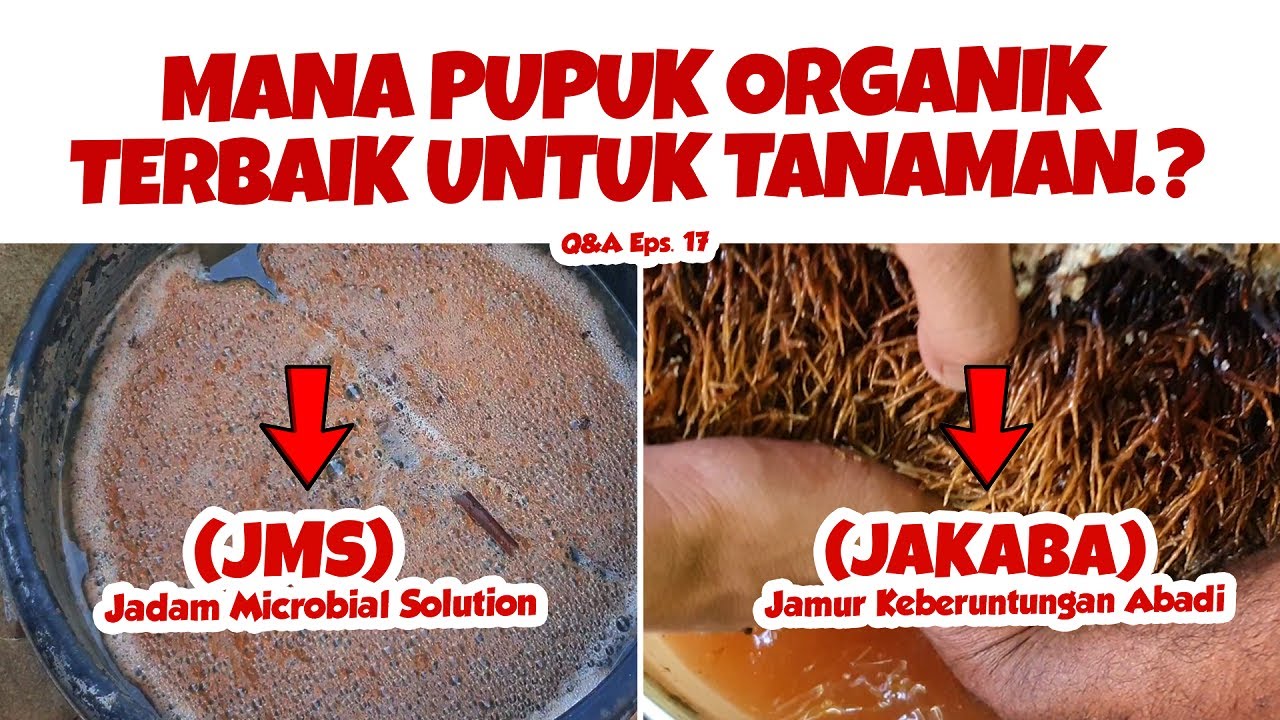 PUPUK ORGANIK CAIR TERBAIK UNTUK TANAMAN. JMS ATAU JAKABA.? | Q&A Eps 17 | Jamur Keberuntungan ...