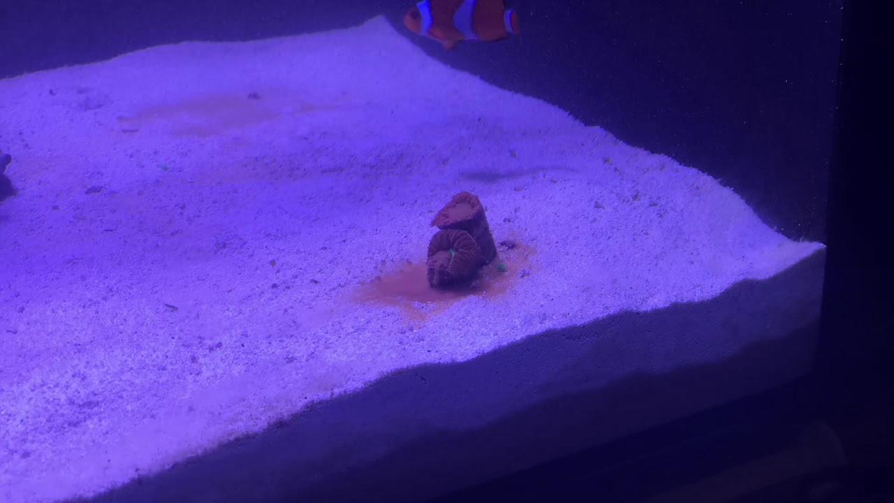 Watch my coral eat and grow in seconds from Reef roids ! - YouTube