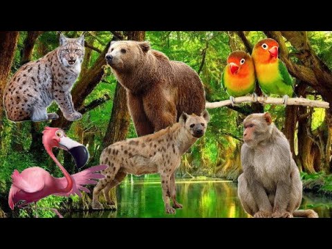 Lovely Animal Sounds and Nature Sounds, Beautiful Birds, Animal Moment ...