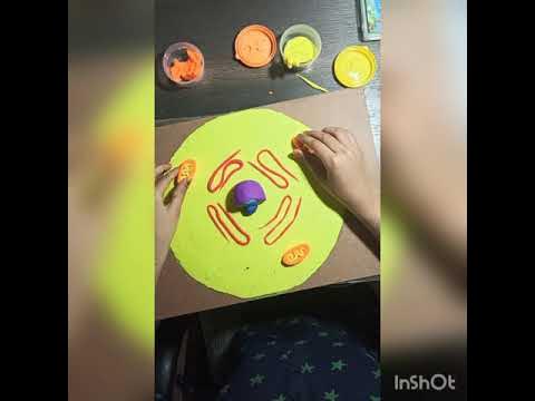 Animal cell clay model - YouTube