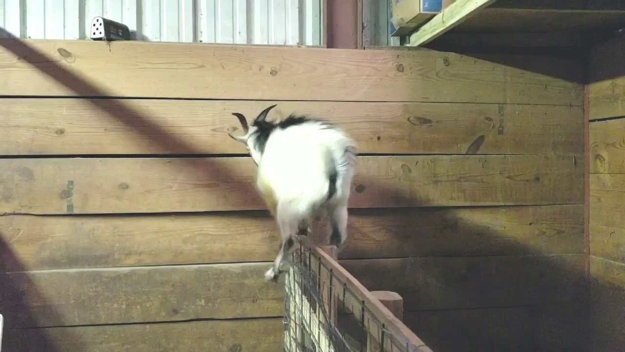 The great goat escape - YouTube