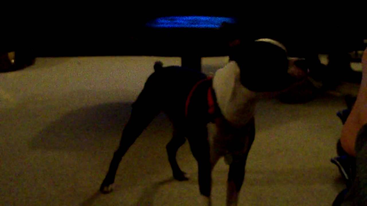 Neko Singing and barking - YouTube