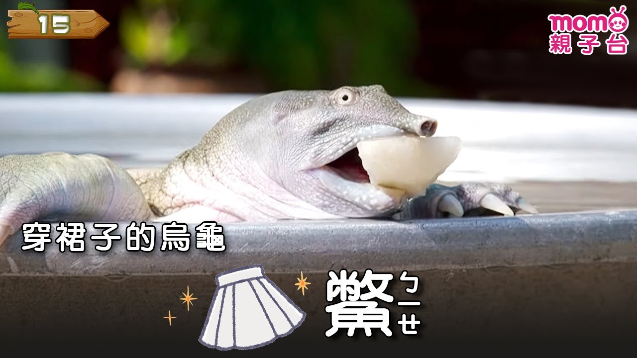 【鱉】Turtle／Tortoise｜穿裙子的烏龜🐢｜動物介紹｜昆蟲介紹｜寫實紀錄｜生態環境｜《動物大聯盟》S2 EP15｜#momo親子台 ...