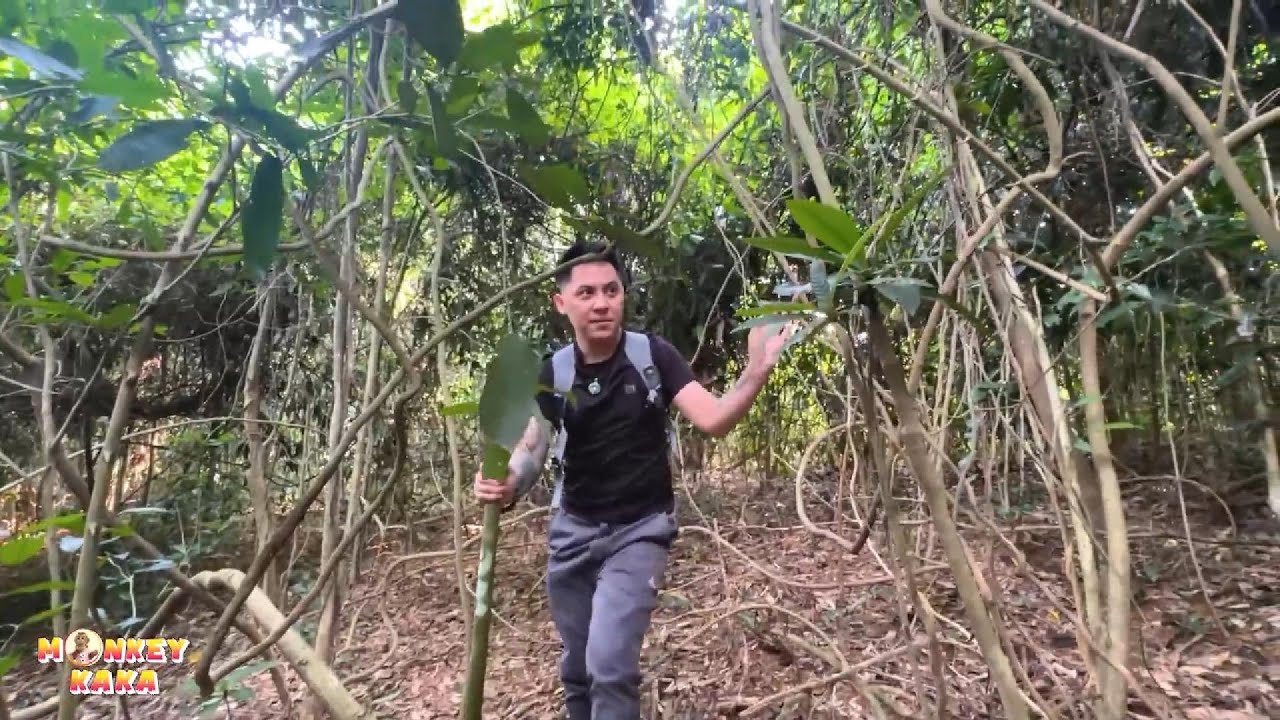 Challenges and dangers are always lurking, but dad tries to overcome them to find Monkey Kaka ...