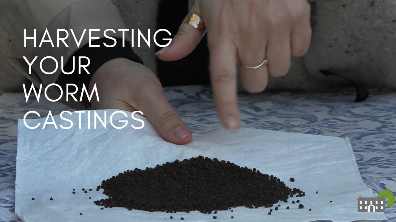 Worm Composting Part 3: Harvesting Worm Castings - YouTube