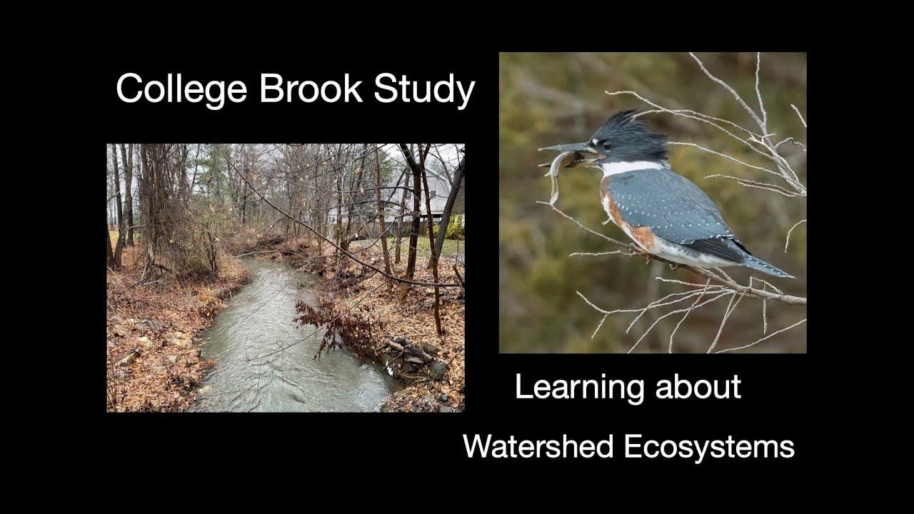 College Brook Study: Learning about Watershed Ecosystems - YouTube
