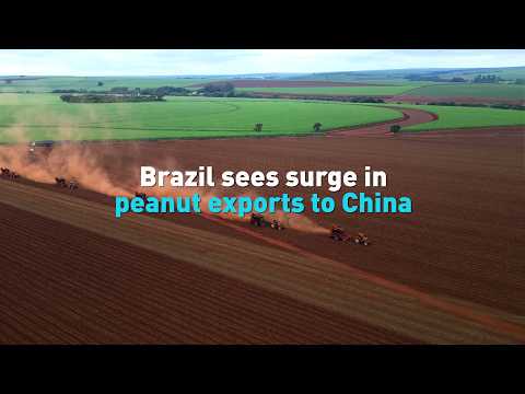 Brazil sees surge in peanut exports to China