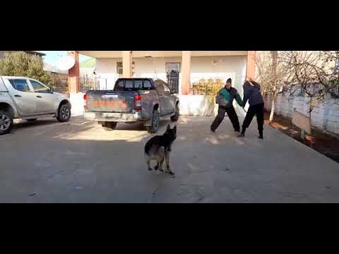 axran itlərin yuksək formada təlimi əlavə məlumat üçün TEL:077-315-15-98  WP:050-315-15-98