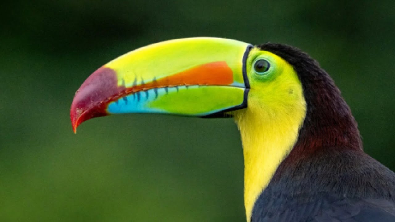 TOUCAN. What sounds does this amazing bird make? Animal sounds in ...