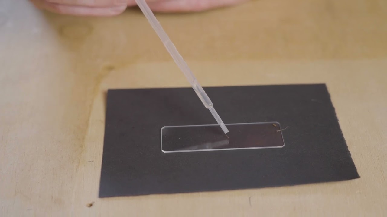 Een droog preparaat maken met Wim van Egmond - YouTube