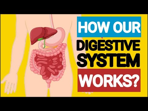 How our Digestive System Works? Simple Explanation - YouTube