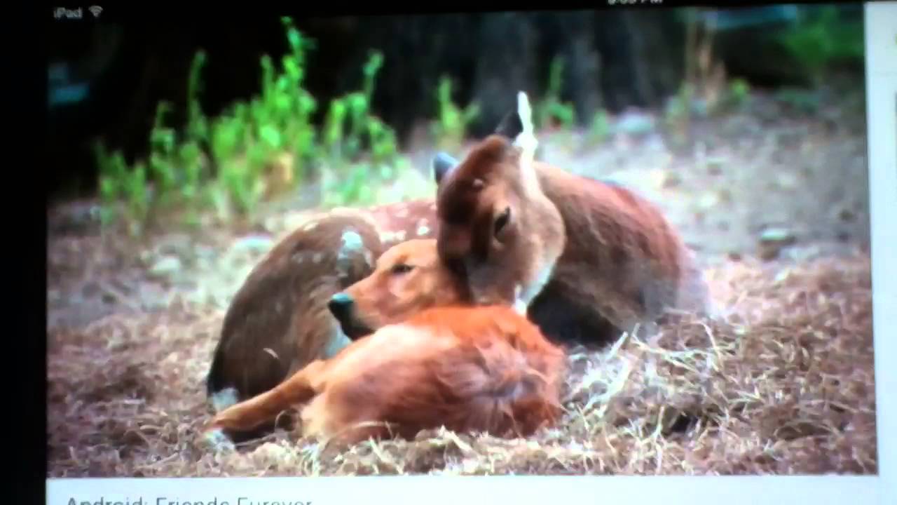 Android: Friends Furever (6 minutes) - YouTube