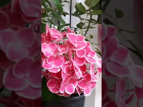 Yaprak güzelleri Ortanca çiçeği Katlı gül keyifli seyirler 🌺🌼🌸🌺🌼🌸