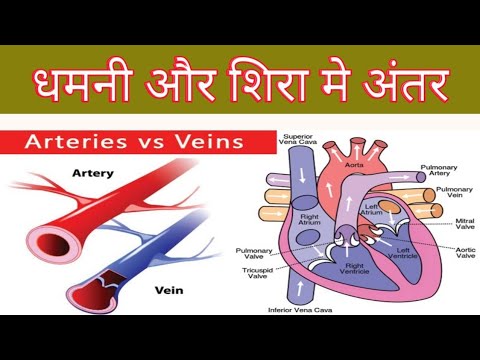 dhamni aur shira main antar || most important topic of biology - YouTube