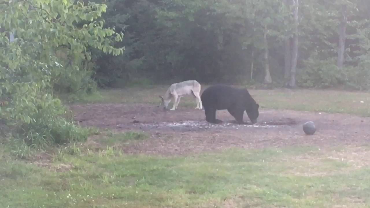 Wolf and bears in the UP - YouTube