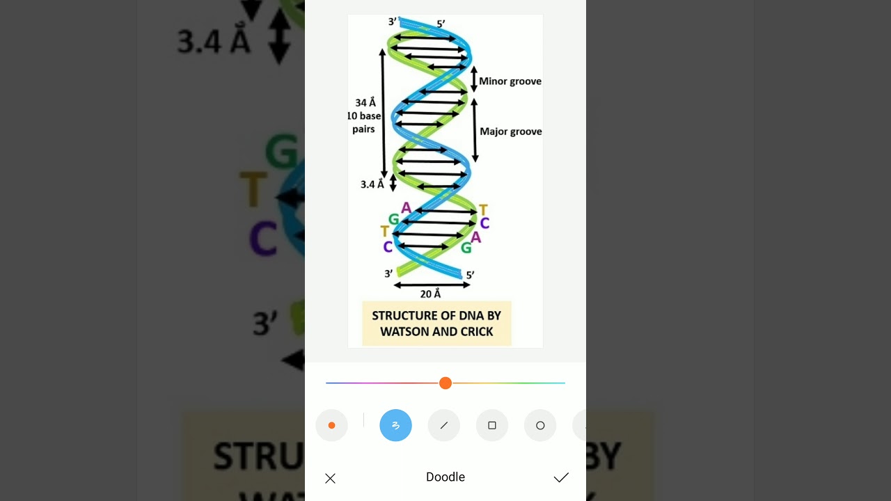 Structure of DNA class 12th - YouTube