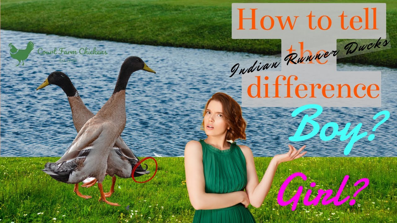 Indian Runner Duck Sexing - How to tell the difference between male and ...