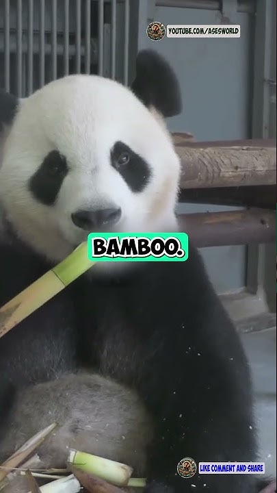 5 Incredible Facts About the Giant Panda 🐼 | The Bamboo-Loving Bear ...