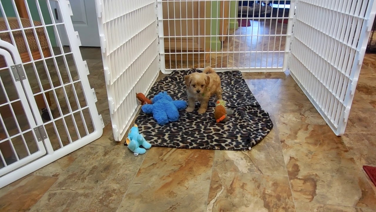 6 week old Cavapoo's - YouTube