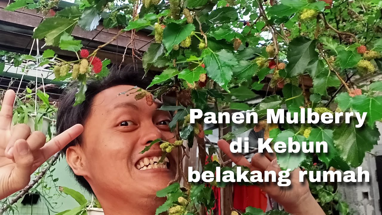 PETIK BUAH MULBERRY DI KEBUN BELAKANG RUMAH || PANEN - YouTube