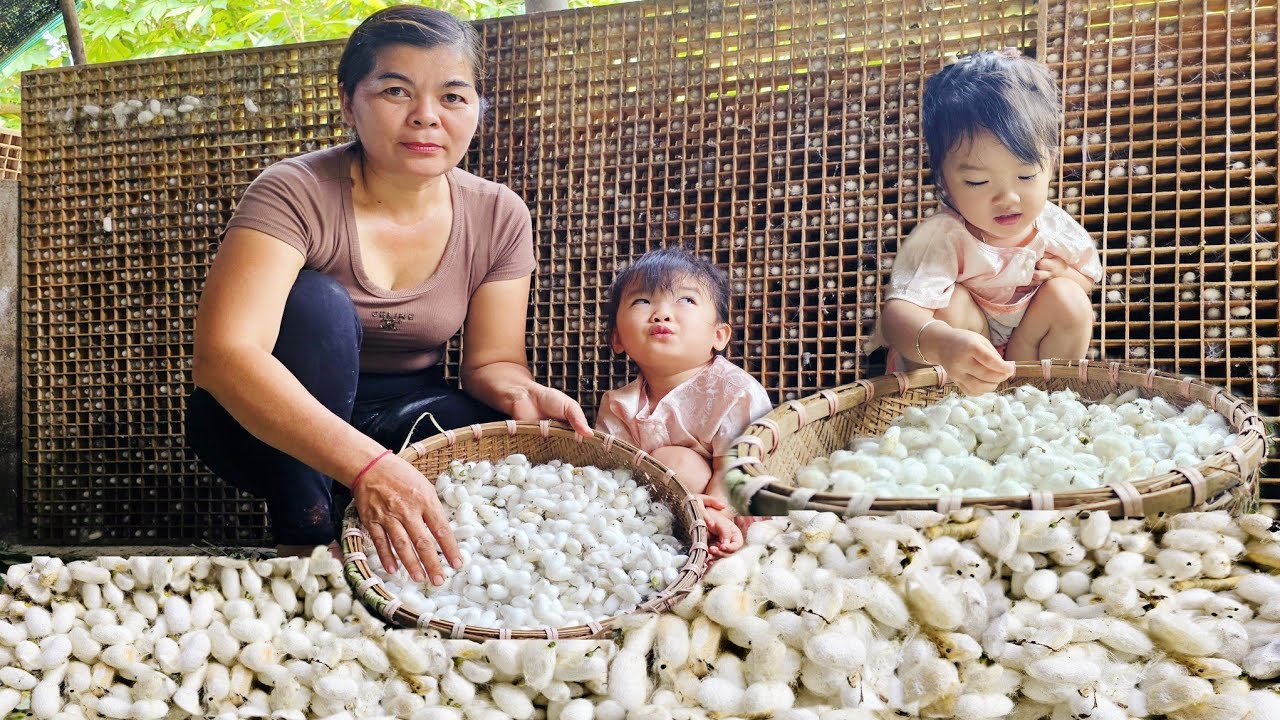 150 days: Raising Silkworms, Harvesting, to make silk thread - YouTube