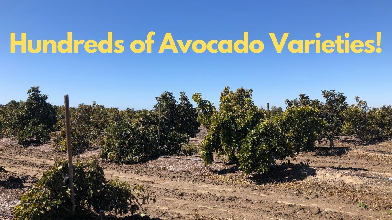 A Massive Collection of Avocado Trees! - YouTube