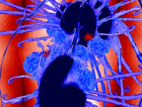 Atelie Tania Fraga - YouTube