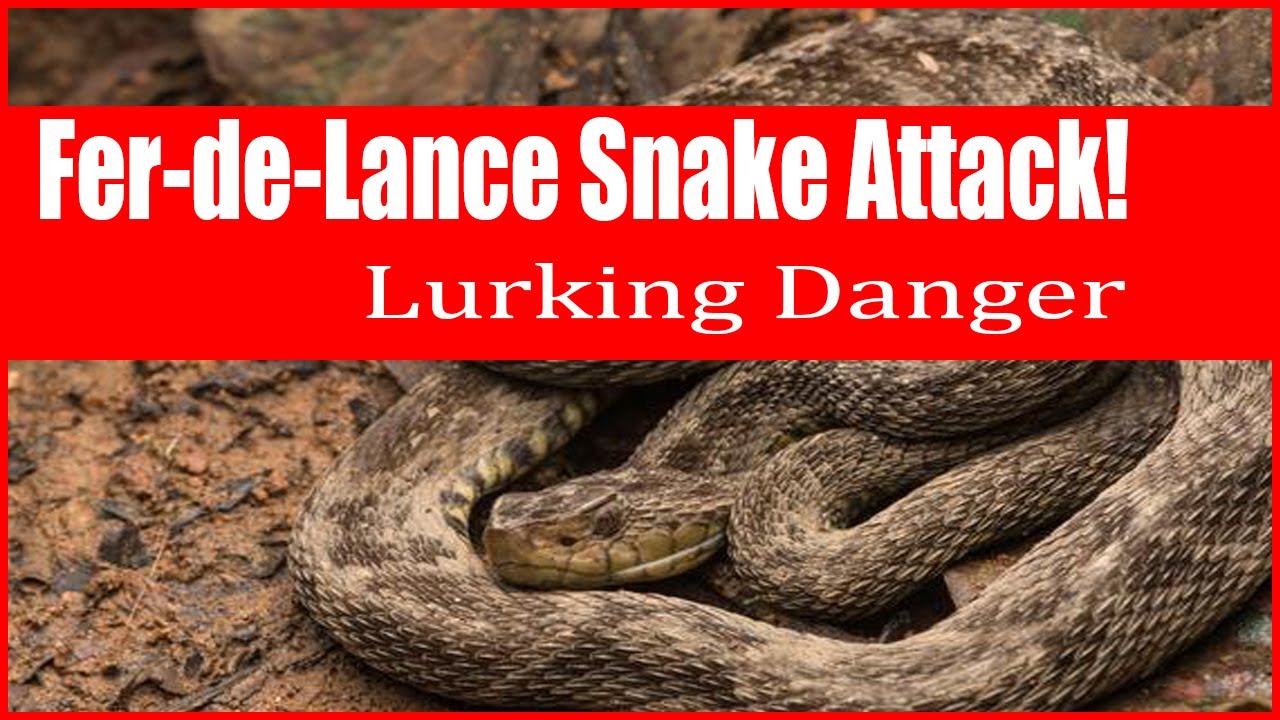 Exploring the Amazon's Most Dangerous Animal Fer de Lance Snake Attack ...