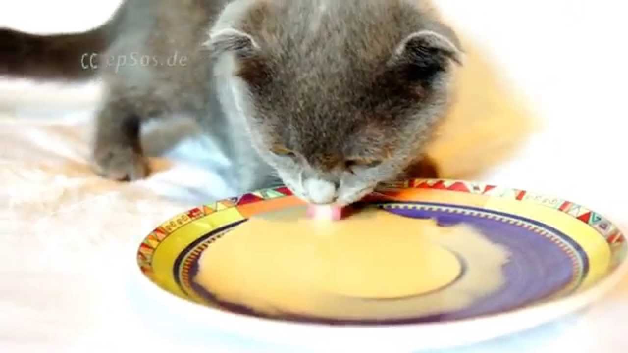 Cute Kitten drinking Milk for Good Cats - YouTube