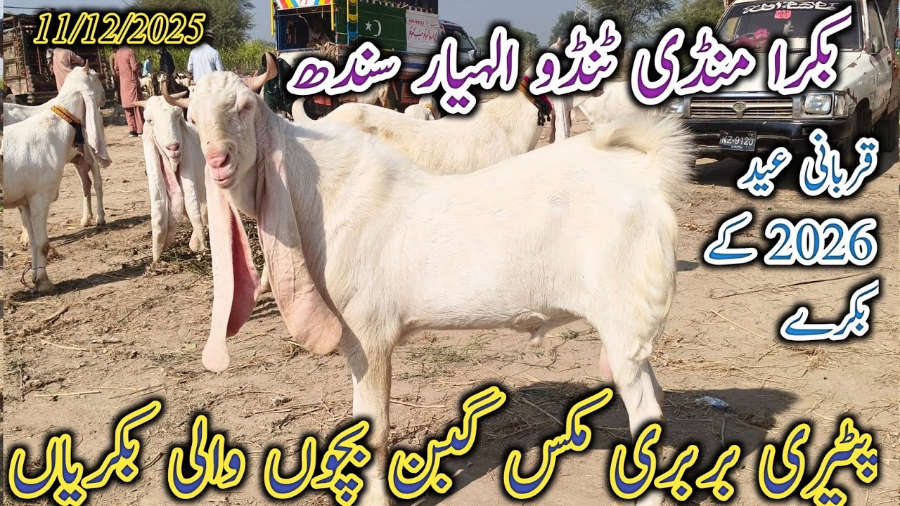 Bakra Mandi tando Allahyar | Today update | Mix Goat breed | Sasti ...